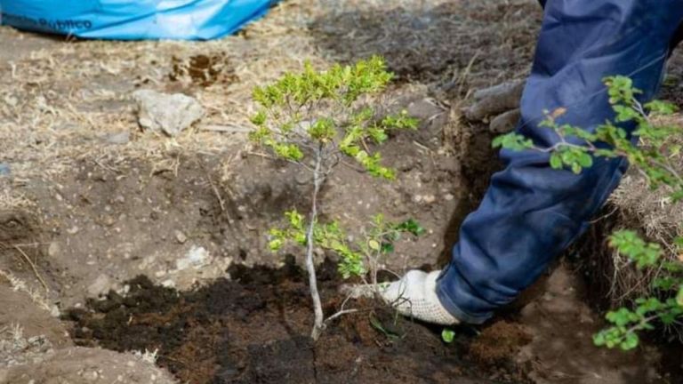 Crecen con éxito los 3 mini bosques de plantación nativa en la ciudad ...