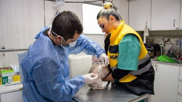 Nuevas jornadas de vacunación antirrábica, chipeo y castración en Río ...